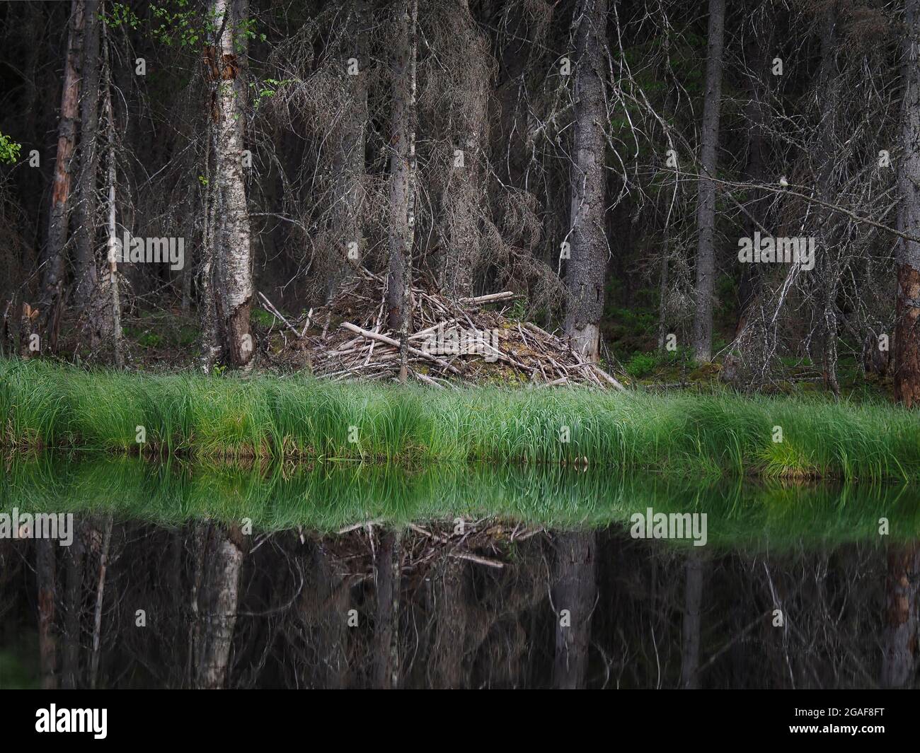Beavers Nest High Resolution Stock Photography and Images - Alamy
