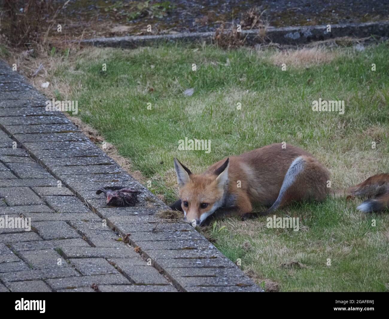 Rat uk fox hi-res stock photography and images - Alamy