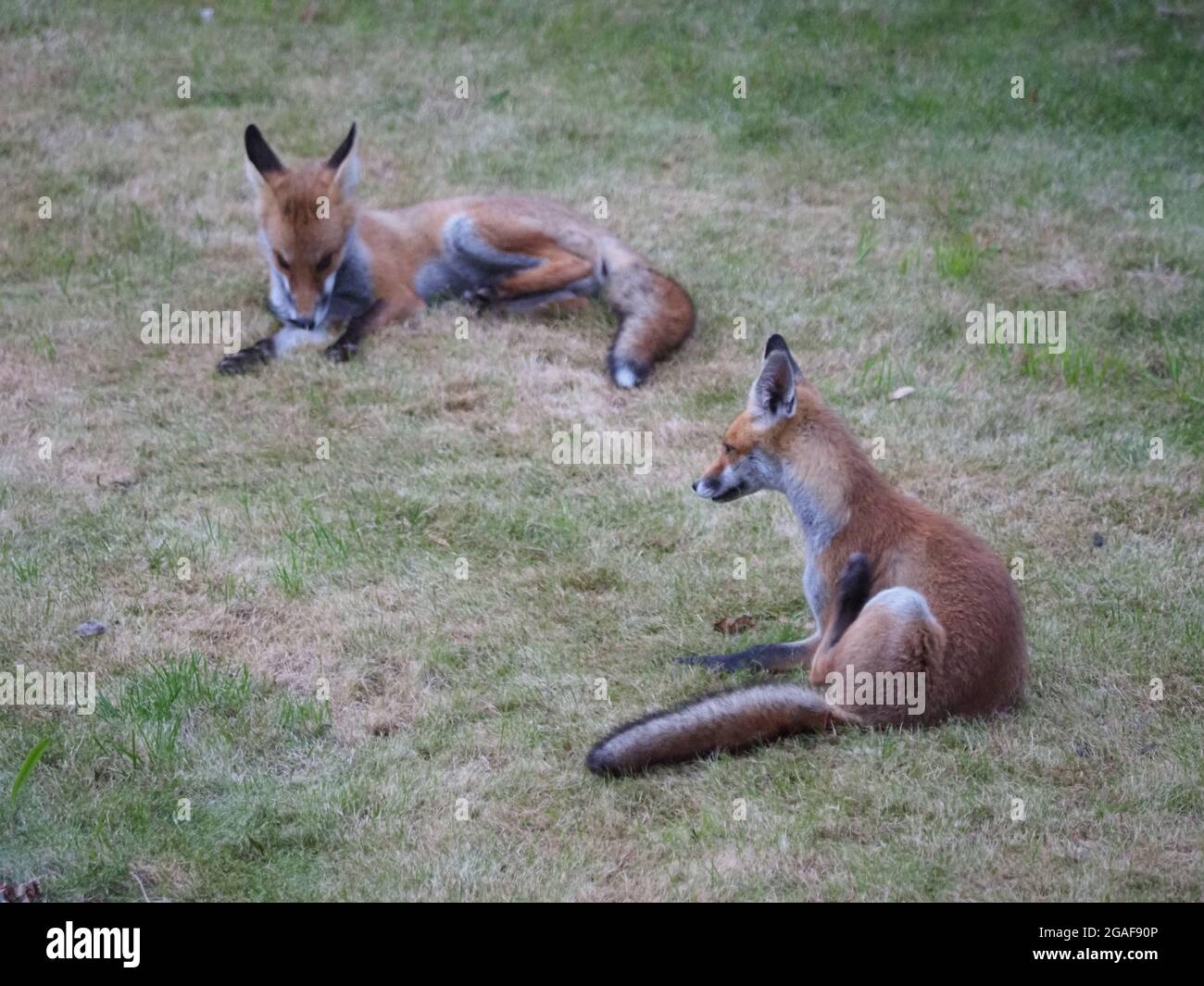 Rat uk fox hi-res stock photography and images - Alamy