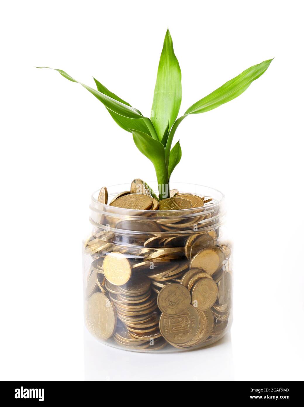 Plant growing in coins isolated on white Stock Photo - Alamy