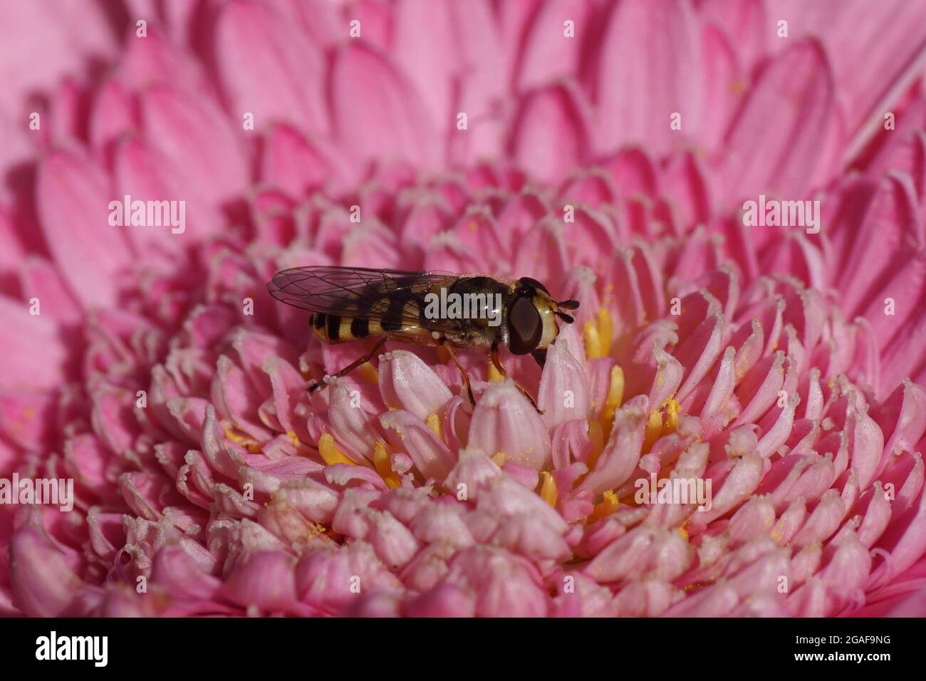 Gerbera Family High Resolution Stock Photography and Images - Alamy