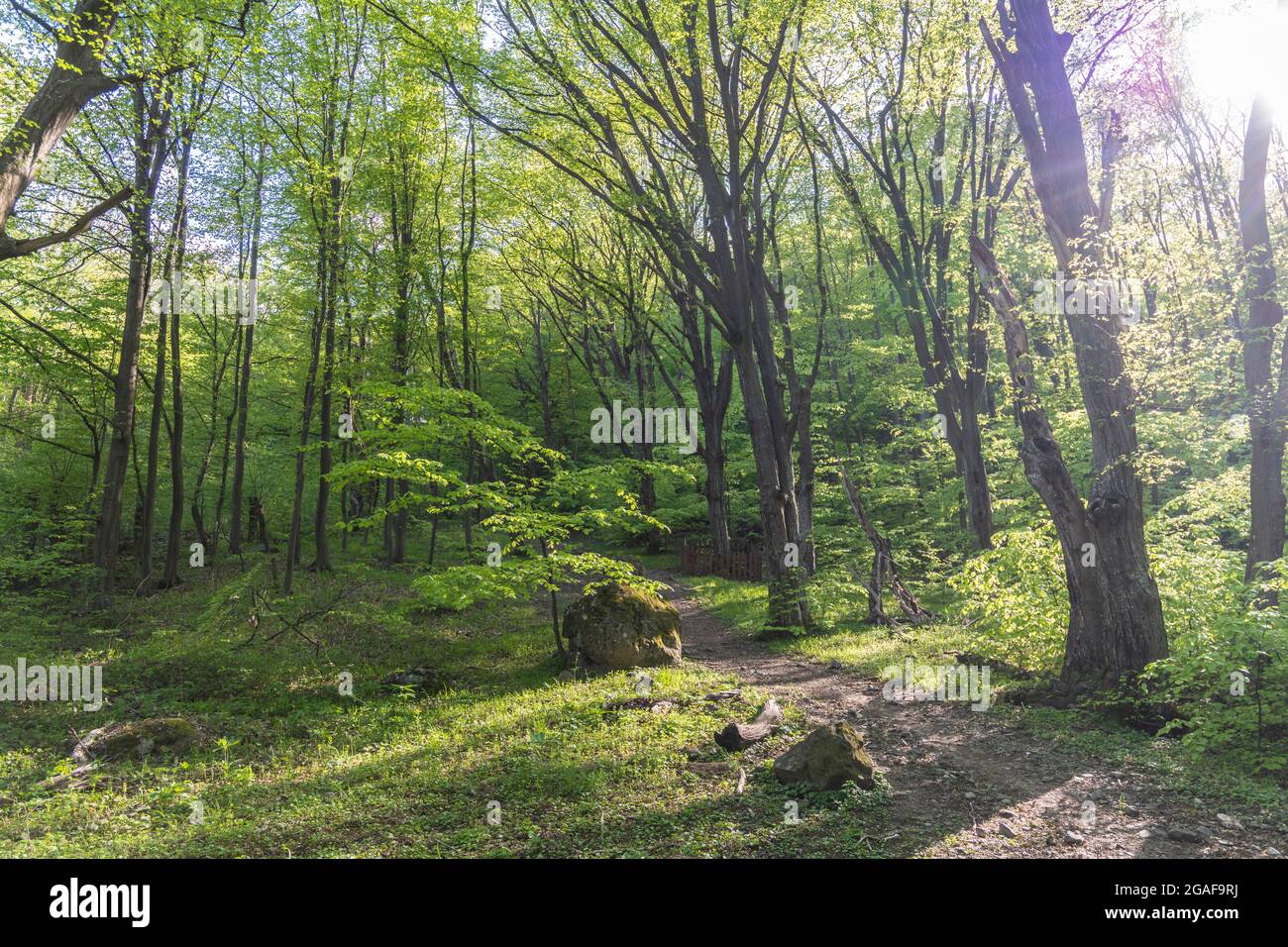A path in the woods in spring covered in sunlight Stock Photo - Alamy