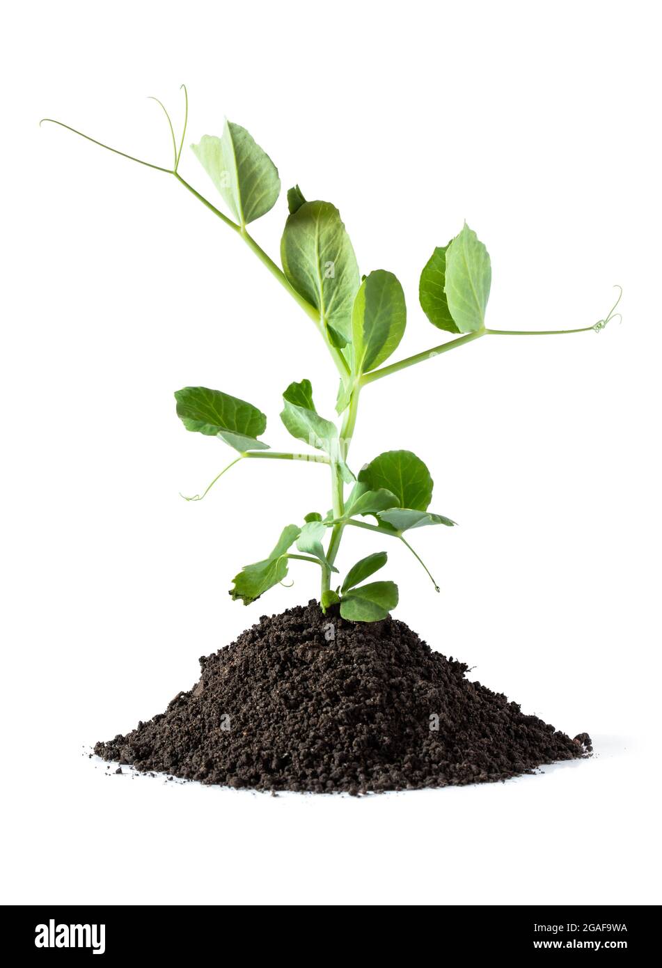 Baby pea sprout ready to plant isolated on white background Stock Photo ...