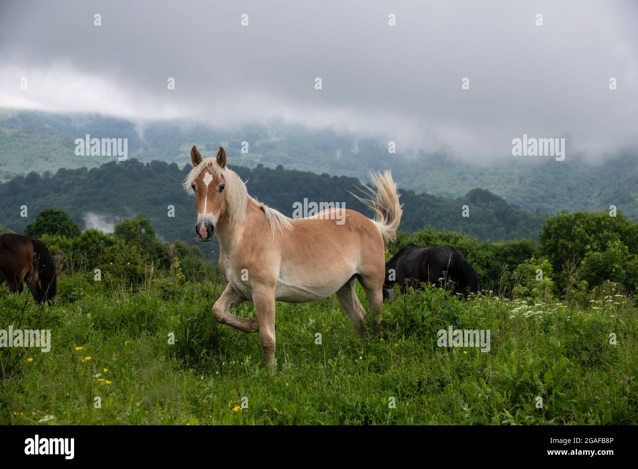 Wild horses on a green meadow on a cloudy rainy day in spring Stock ...
