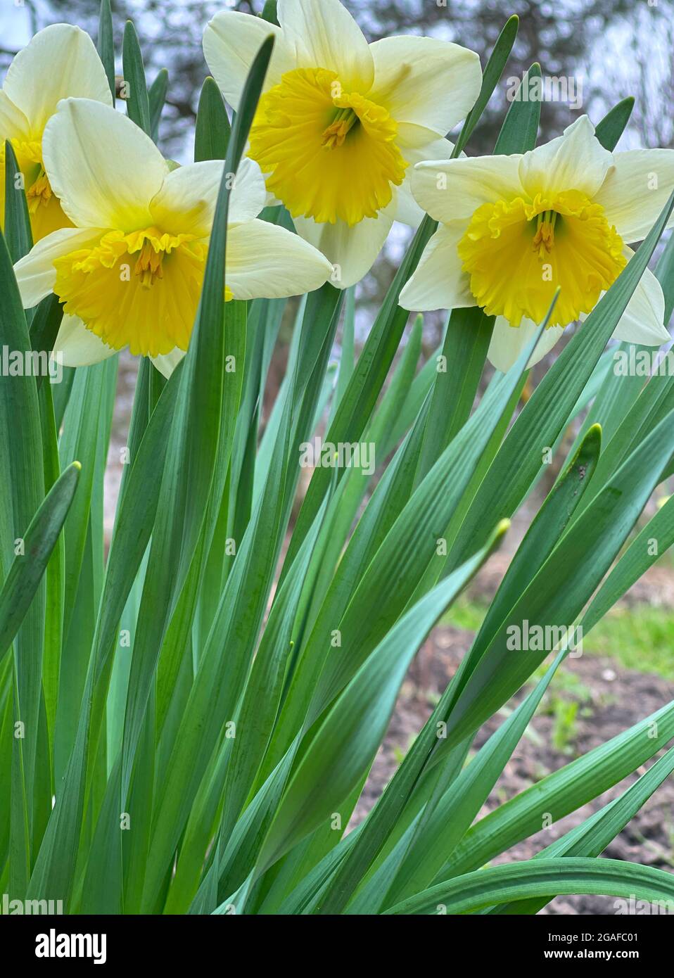 Narcissus blooming in spring. Delicate Narcis flowers in a spring ...
