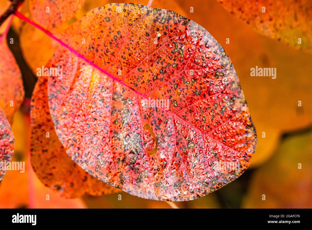 Wet leaf of smoke tree in autumn taken after the rain. Fall foliage ...