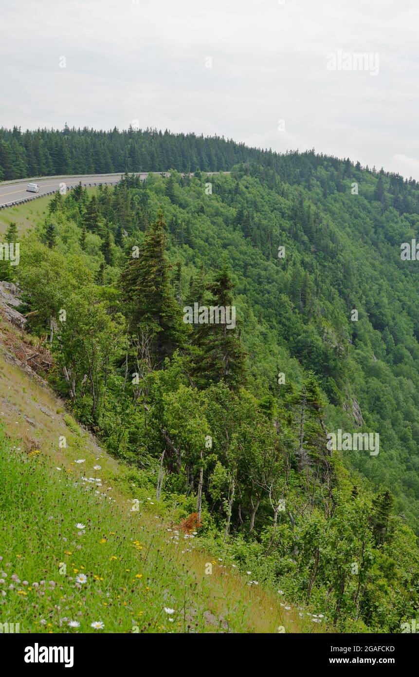 Spruce forest in the Cape Breton Highlands National Park Stock Photo ...