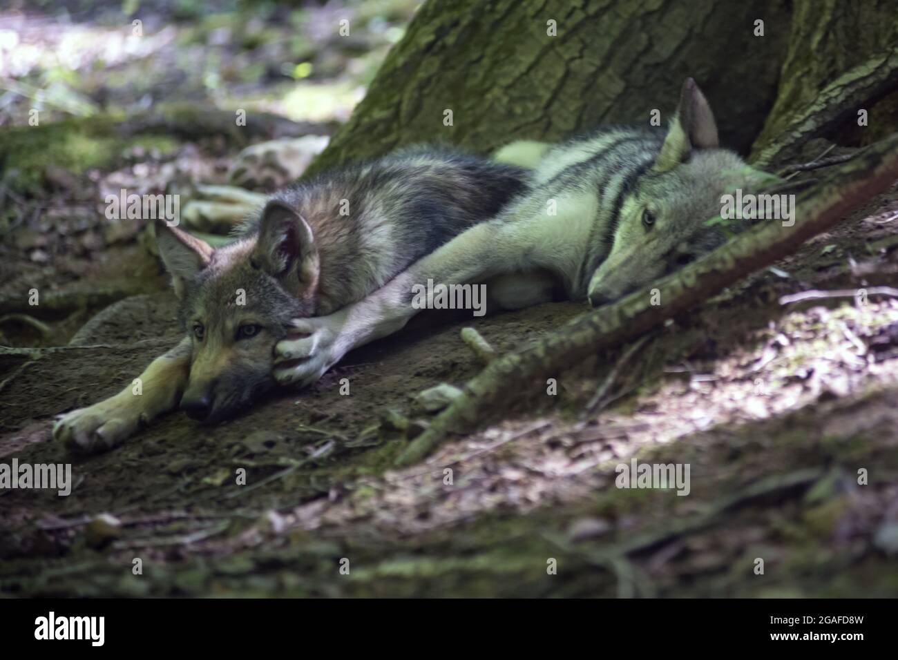 Young wolves lying under a tree Stock Photo - Alamy