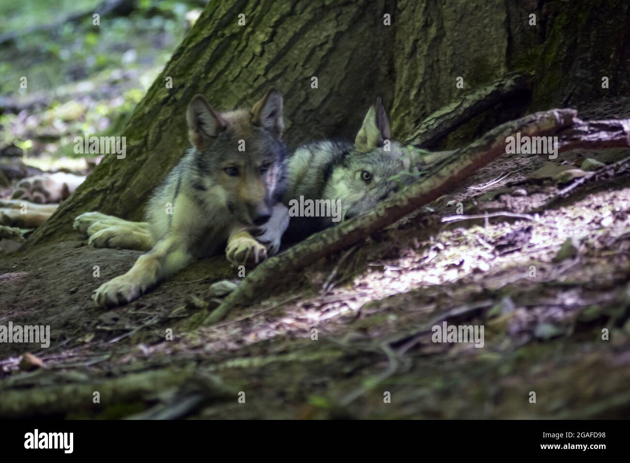 Wolves tree hi-res stock photography and images - Alamy