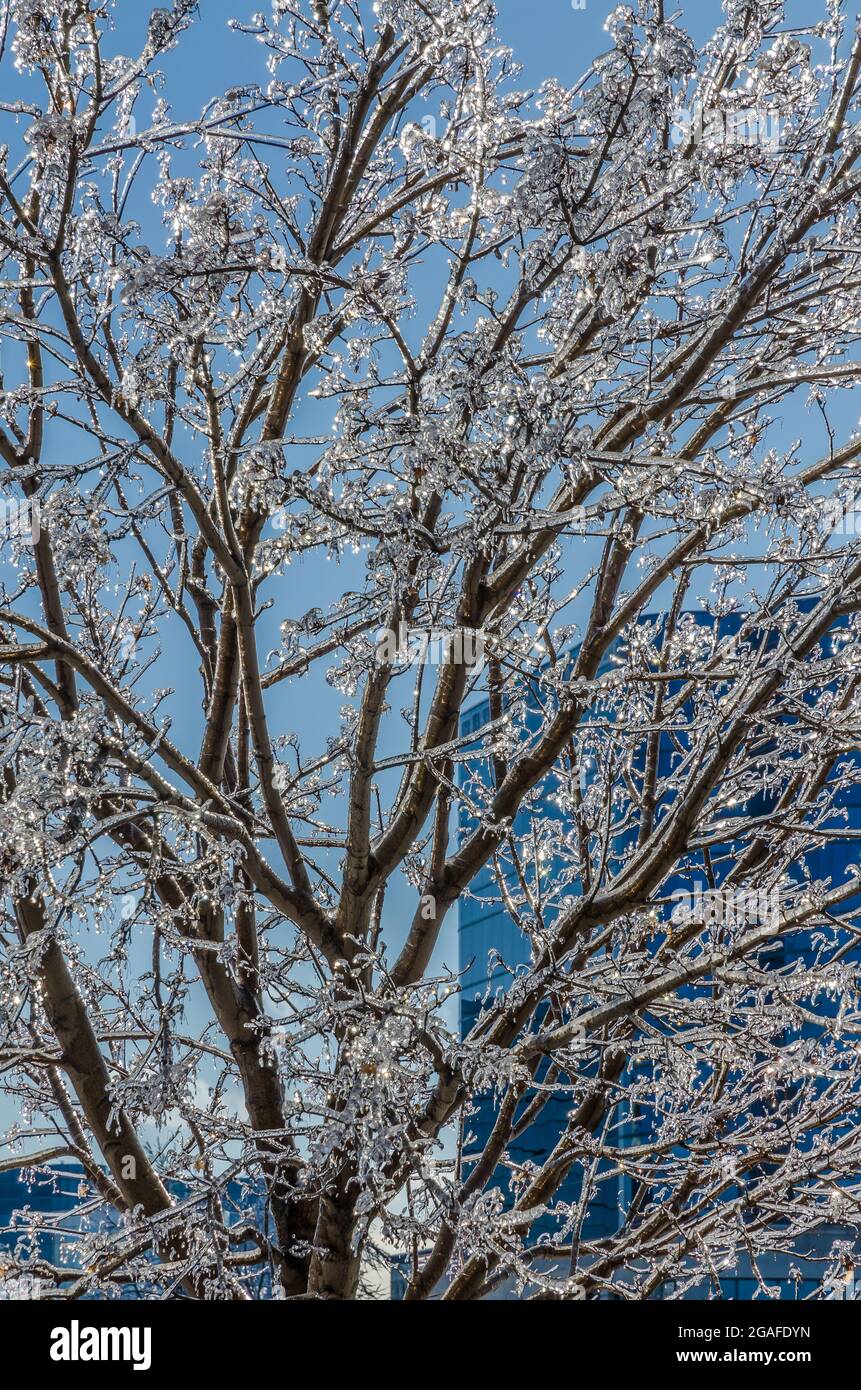 Twigs of tree encased in ice after a freezing rain storm Stock Photo ...