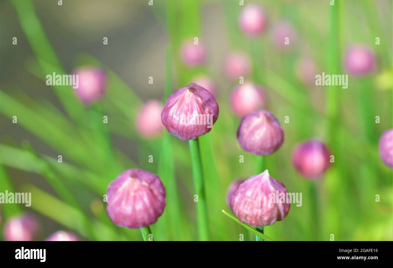 High angle shot of purple flower buds on a blurred background Stock ...