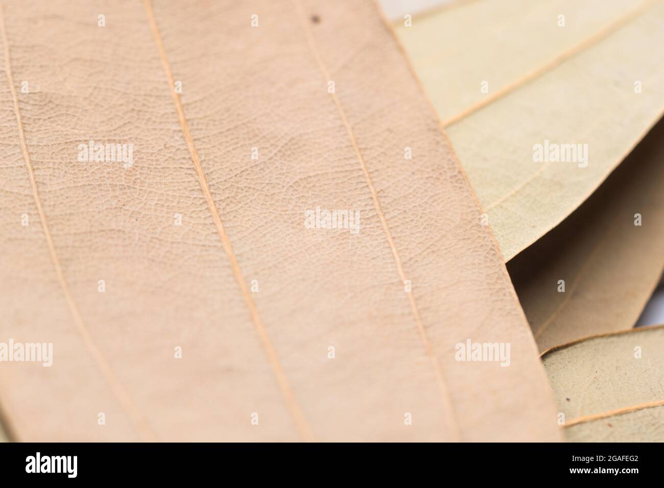 Closeup photo of Leaf Spice, Talal patra, Cinnamomum tamala Stock Photo ...