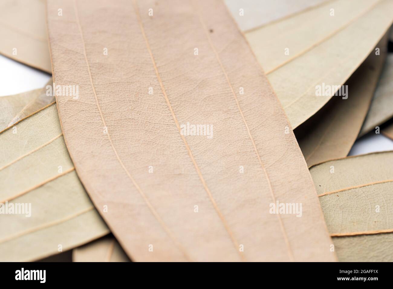 Leaf Spice closeup, Talal patra, Cinnamomum tamala Stock Photo - Alamy