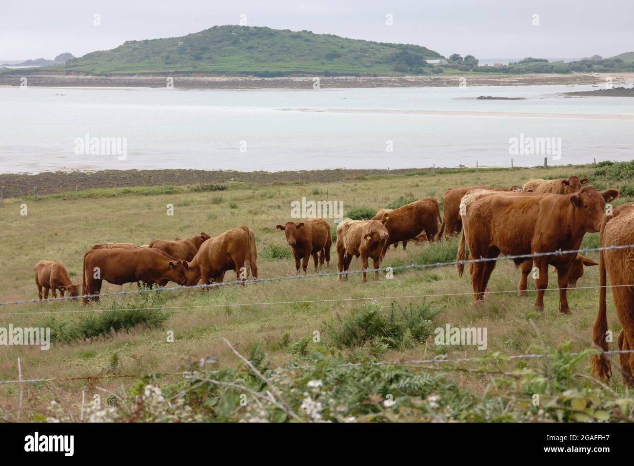 Agriculture or farming cornwall hi-res stock photography and images - Alamy