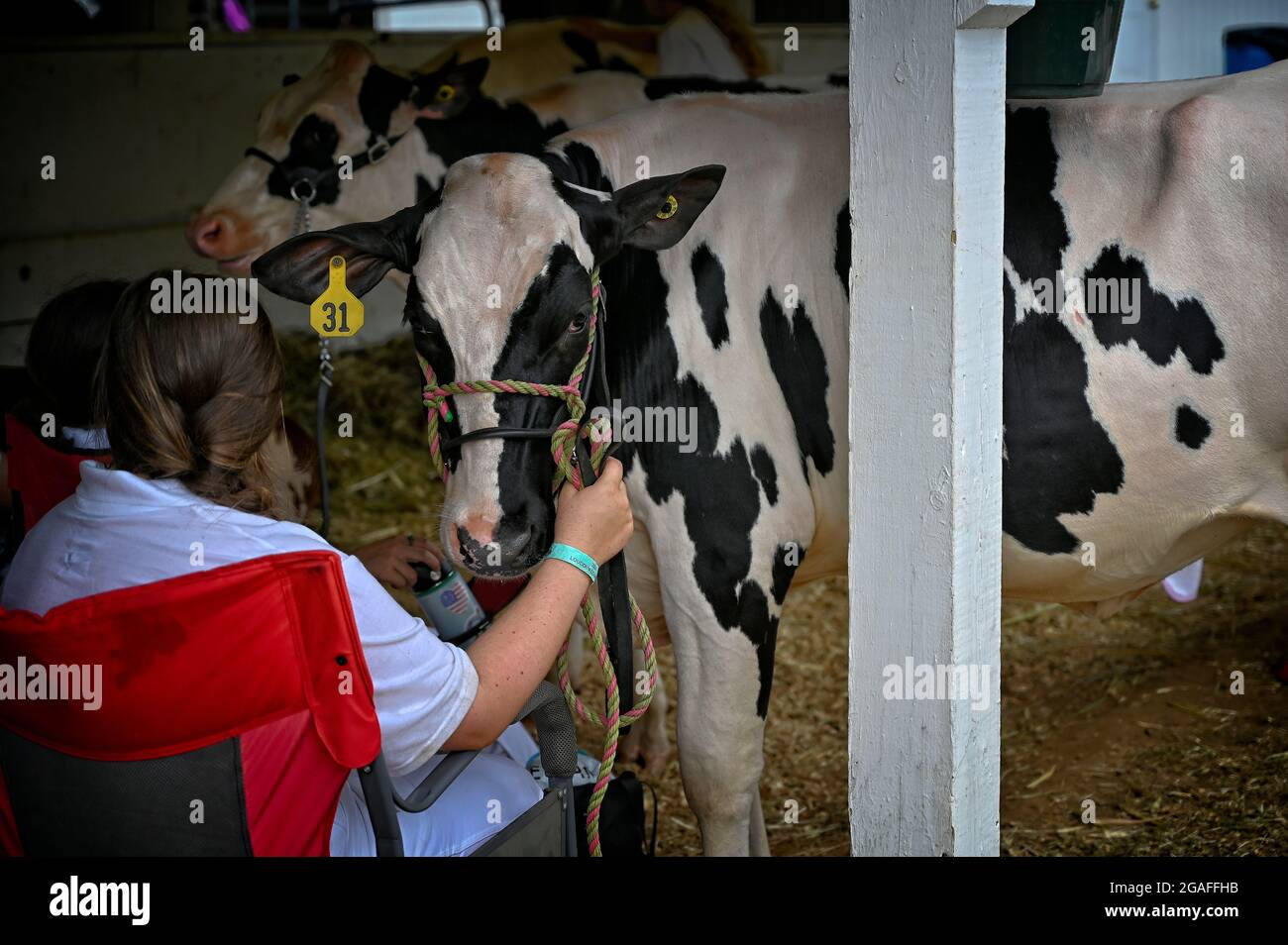 UNITED STATES - July 30, 2021: Kids and cows take it easy in the shade ...