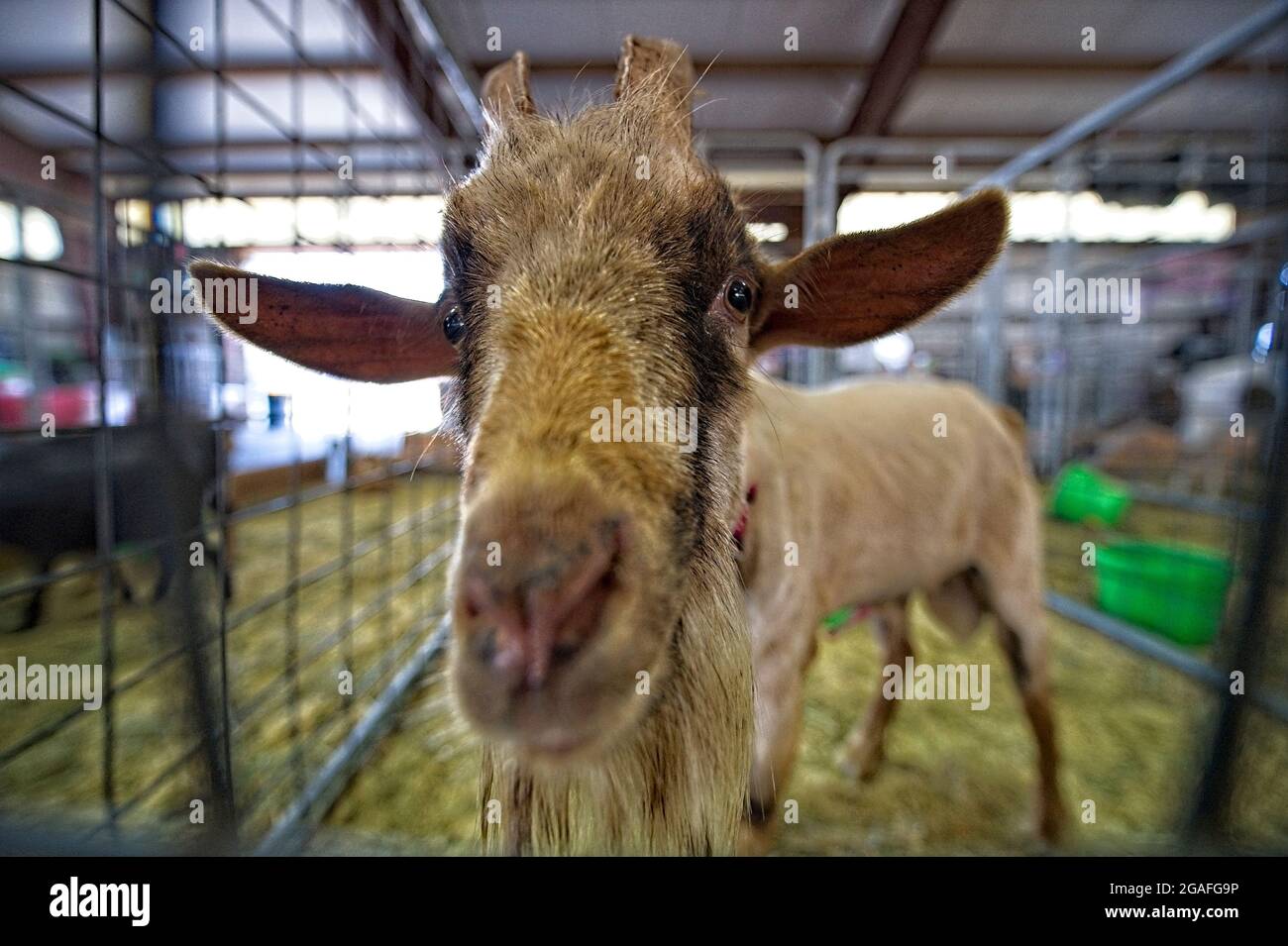UNITED STATES - July 30, 2021: A billy goat poses for the camera at the ...