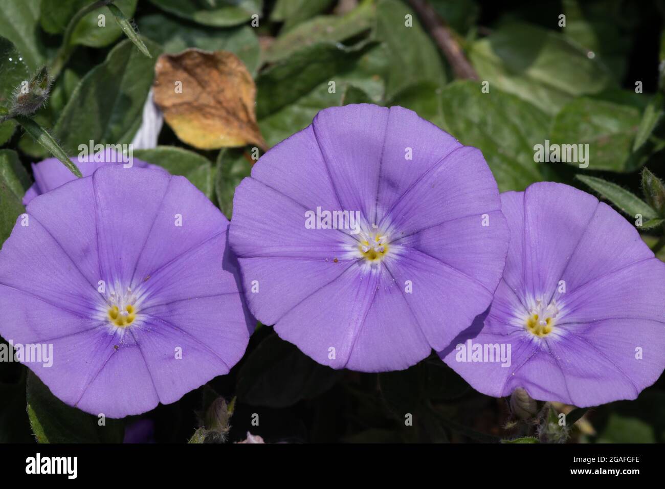 Close up of a ground blue convolvulus (convolvulus sabatius) flowers in ...