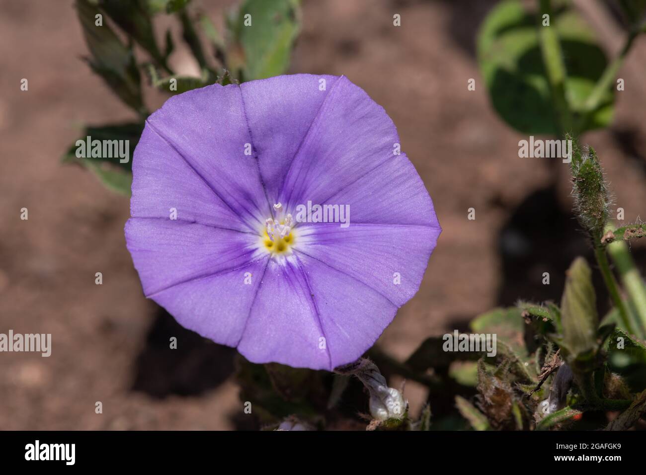 Flowers Rock Bindweed Convolvulus Sabatius High Resolution Stock ...