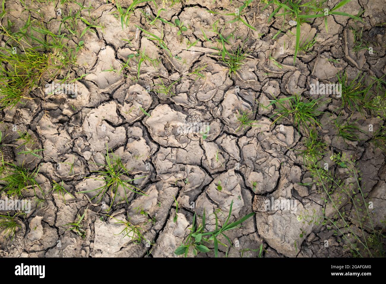 Plant struggling for life at drought soil on field Stock Photo - Alamy