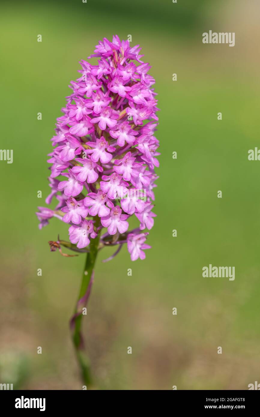 Close up of a pyramid orchid (anacamptis pyramidalis) flower in bloom ...