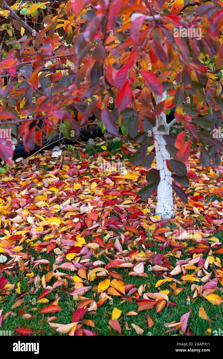 Red-orange cherry tree loses its foliage in autumn, beautiful fallen ...