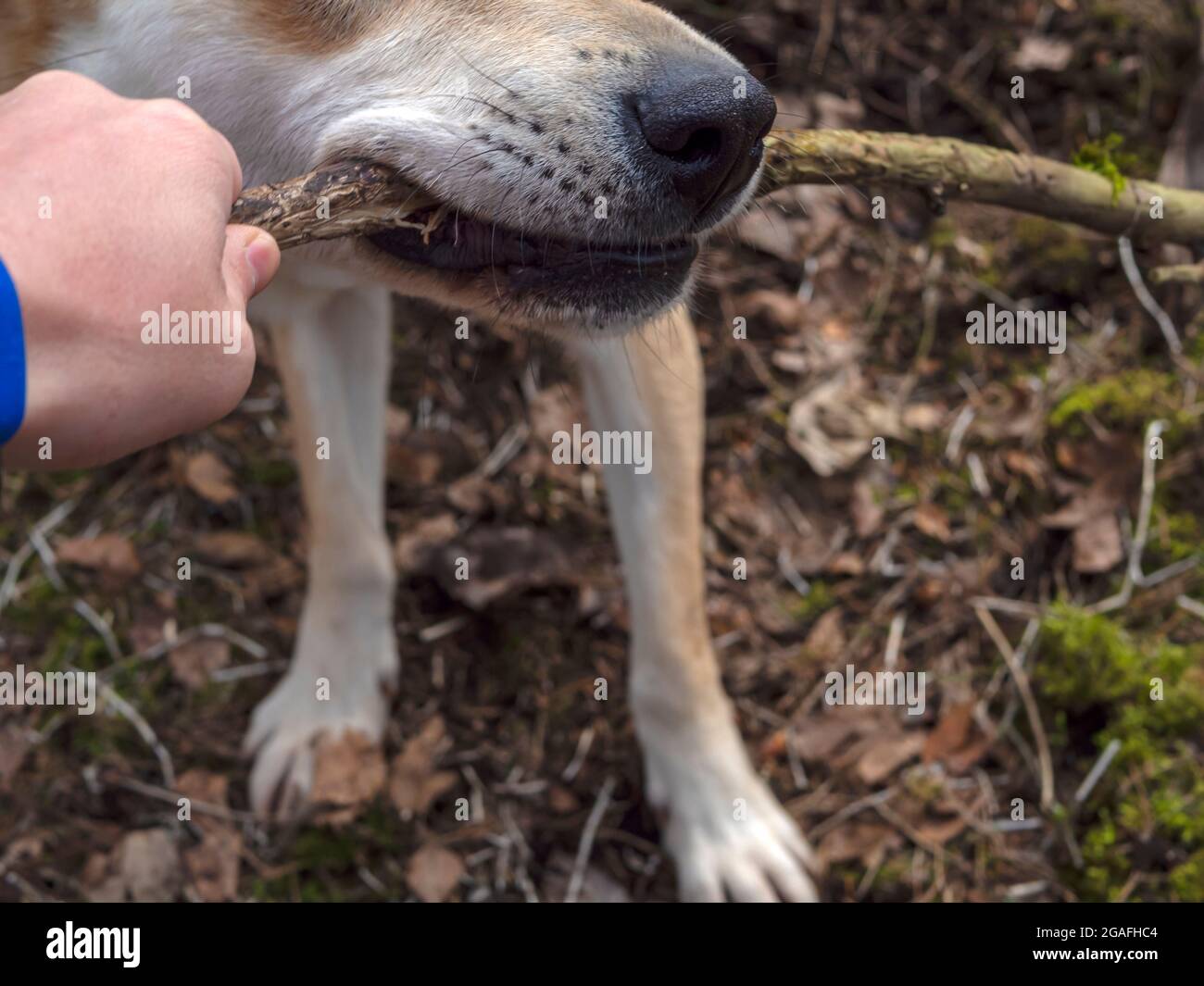 The dog pulling stick. Beautiful ginger dog, close-up portrait of red ...