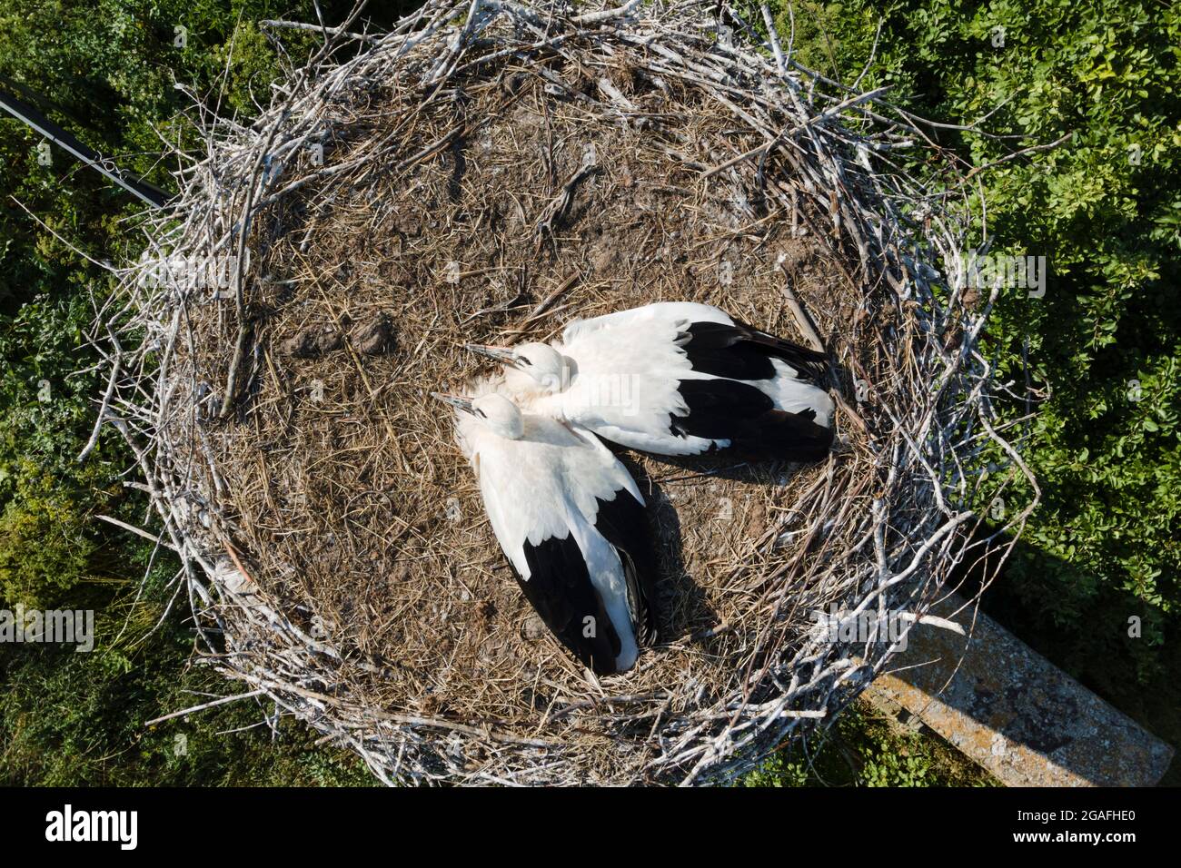 High above top view on the storks nest. Two Storks sitting in the nest ...
