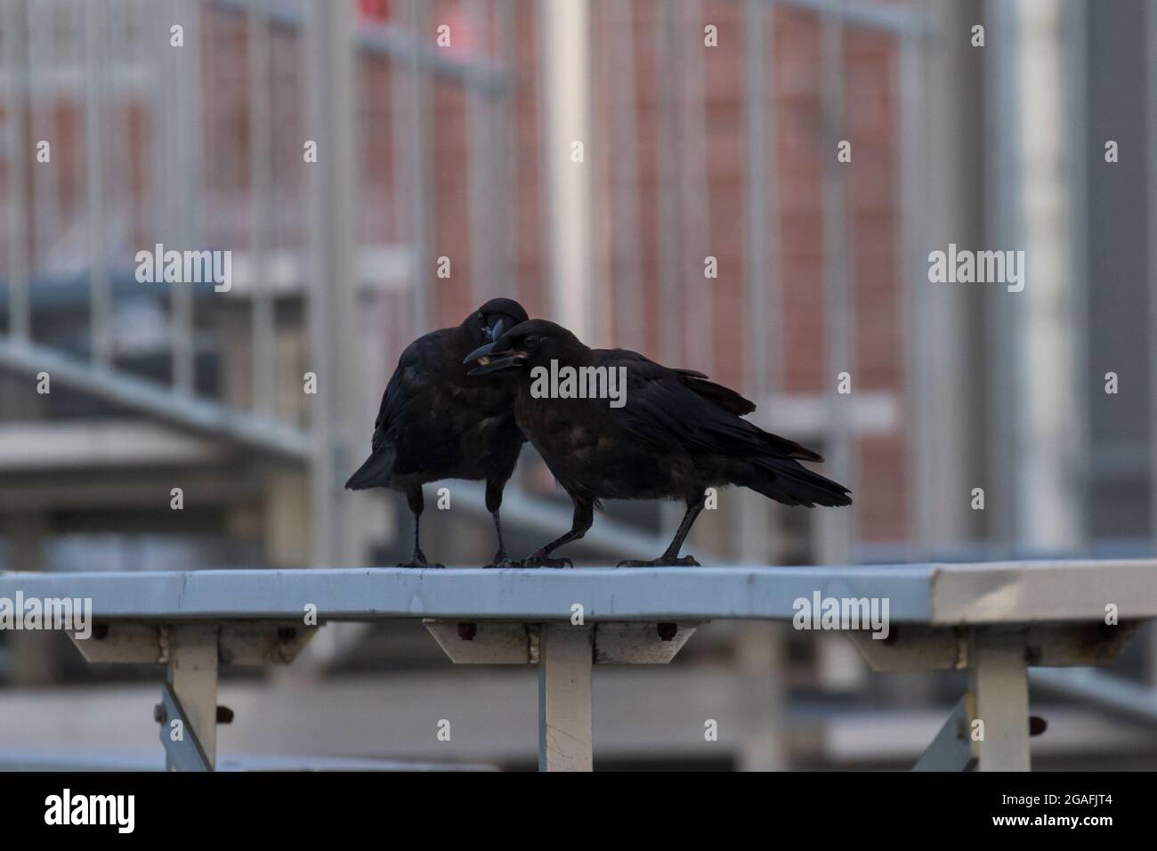 American crow (Corvus brachyrhynchos) in summer Stock Photo - Alamy
