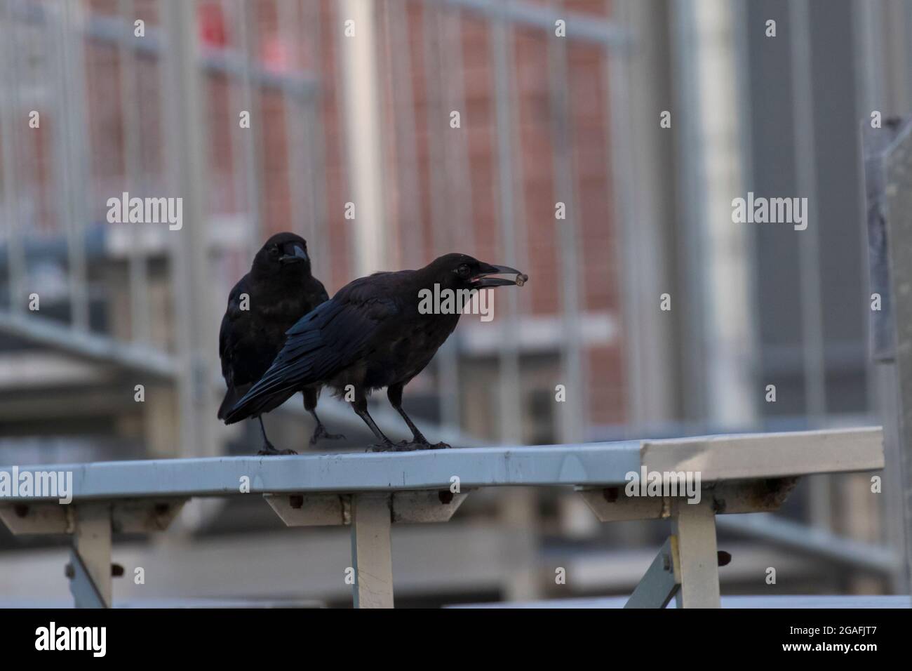American crow feeding hi-res stock photography and images - Alamy