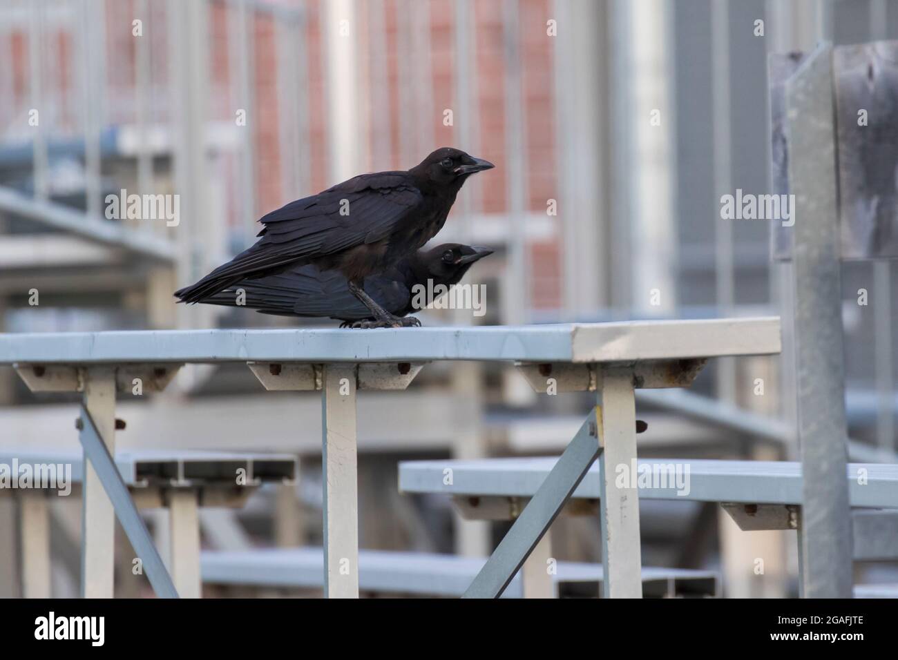 American crow (Corvus brachyrhynchos) in summer Stock Photo - Alamy