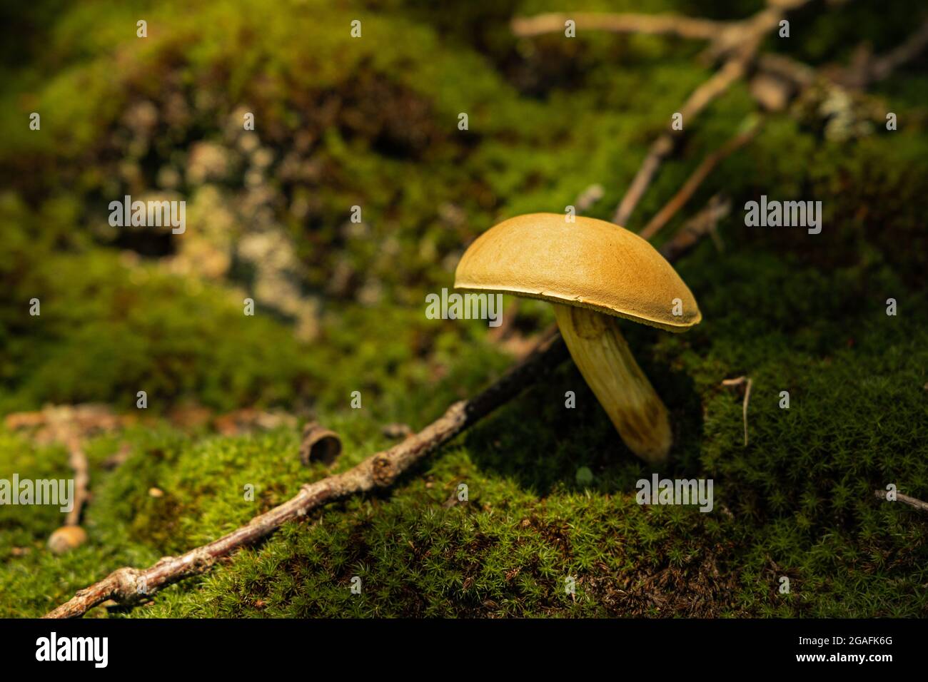 mushrooms in a forest Stock Photo - Alamy
