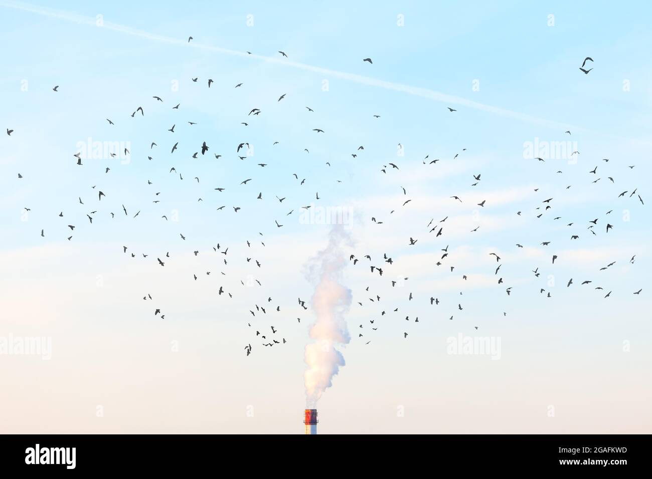 Birds flying over the toxic plant smoke . Flock of birds in industrial ...