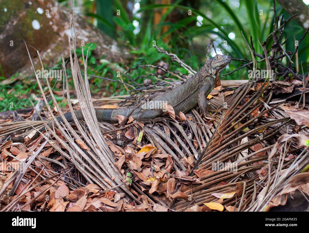 Green Iguana in the Costa Rica rain forest Stock Photo - Alamy