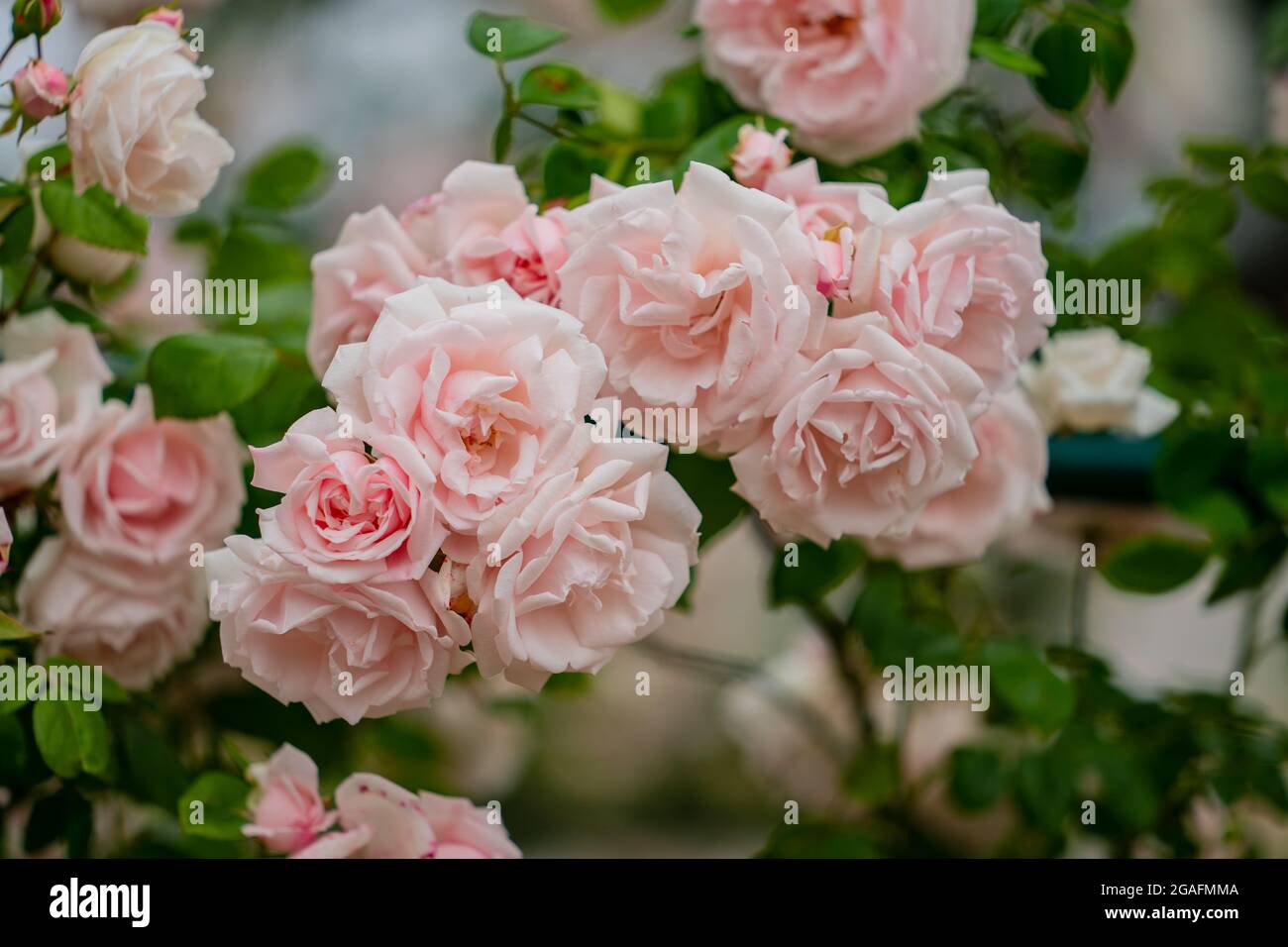 Rose arbour hi-res stock photography and images - Alamy