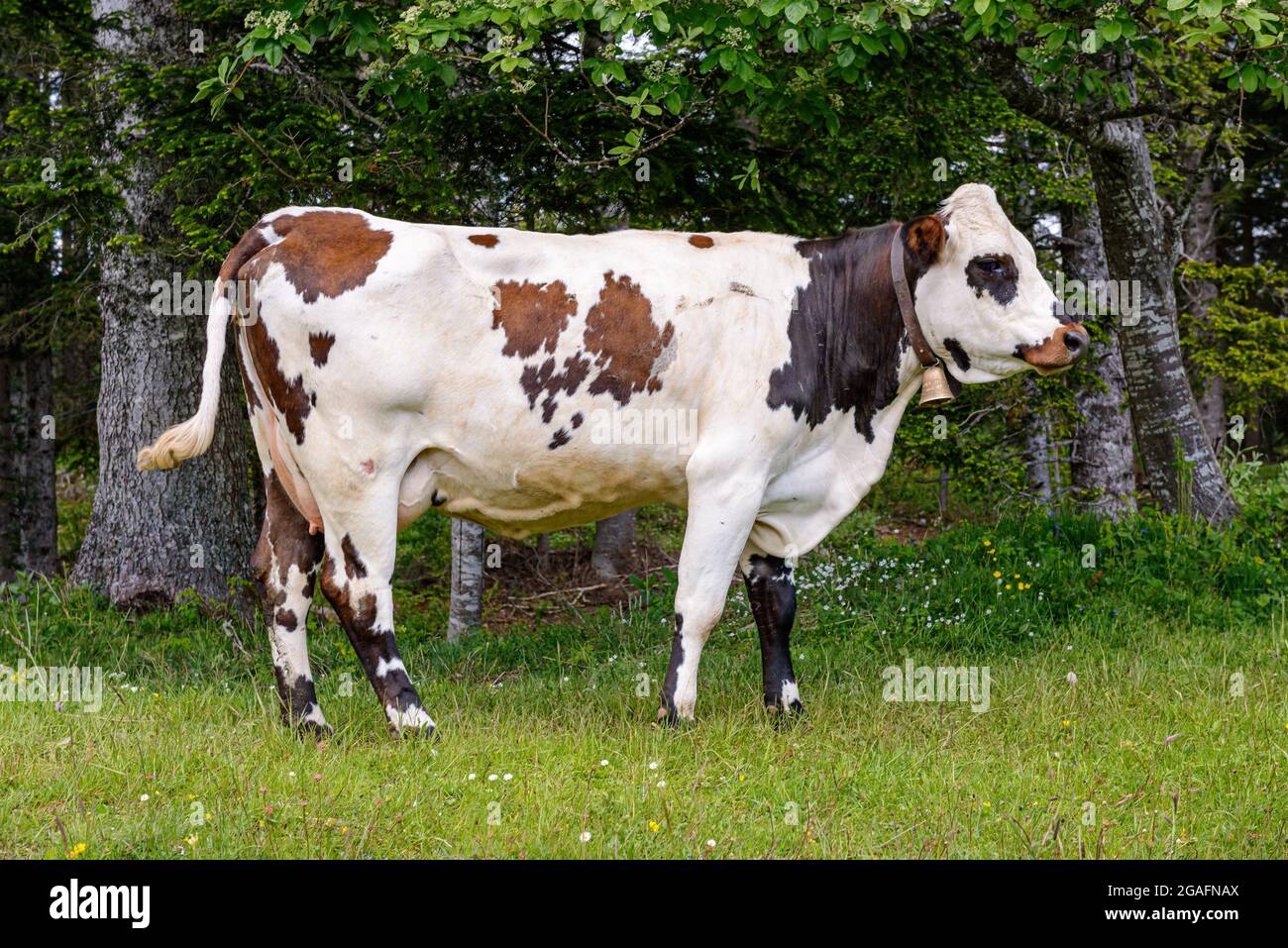 A Swiss cow standing in a field in front of a wood Stock Photo - Alamy