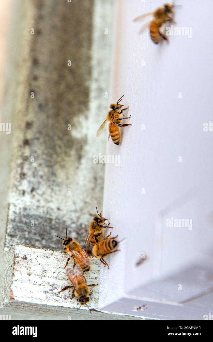 Small beekeeping farm in Mendocino, California Stock Photo - Alamy