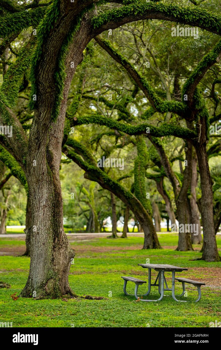 Nature scene fern oak trees and table in the woods Stock Photo - Alamy