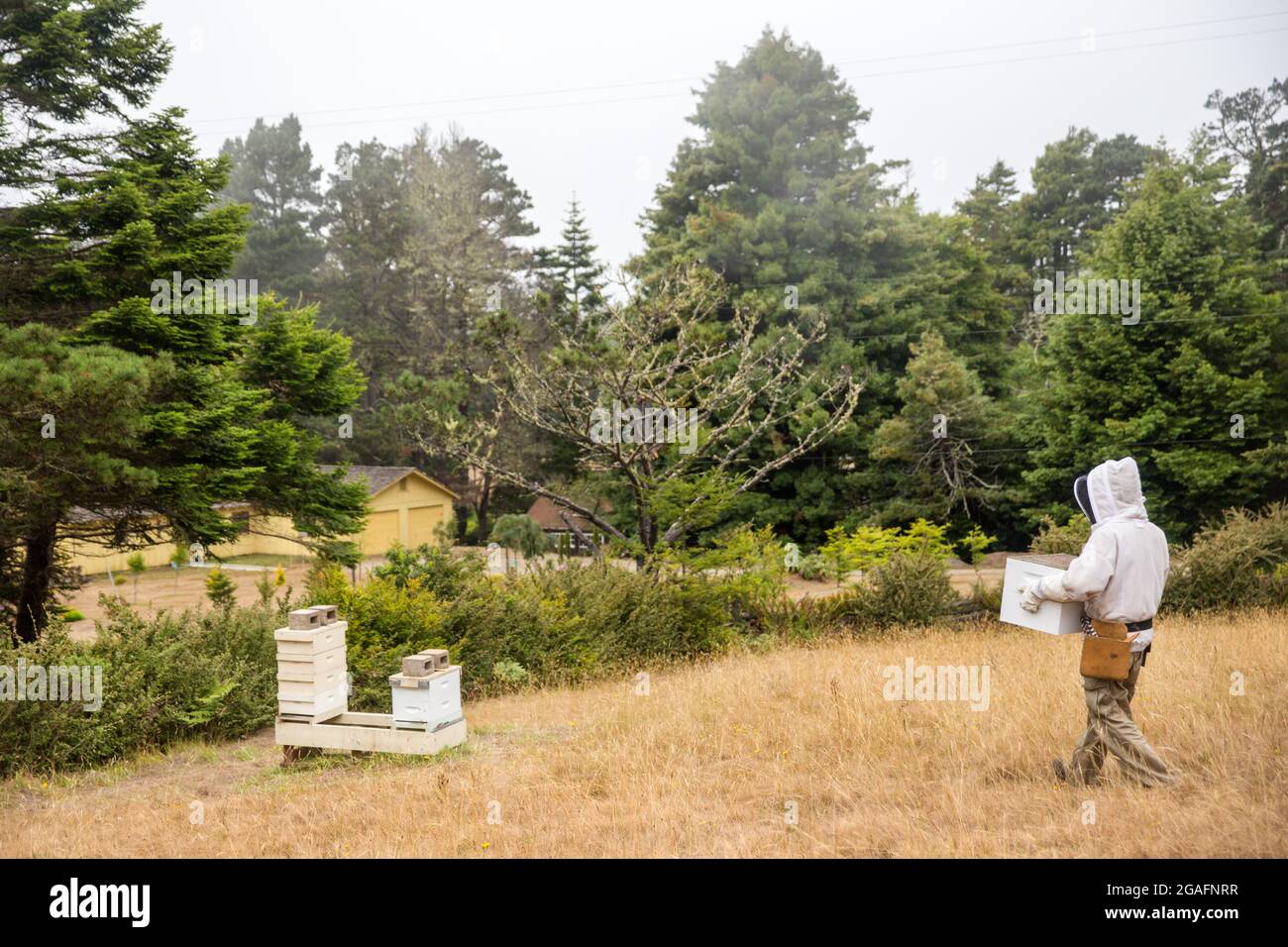 Beekeeper working with a beehive in Mendocino, California Stock Photo ...