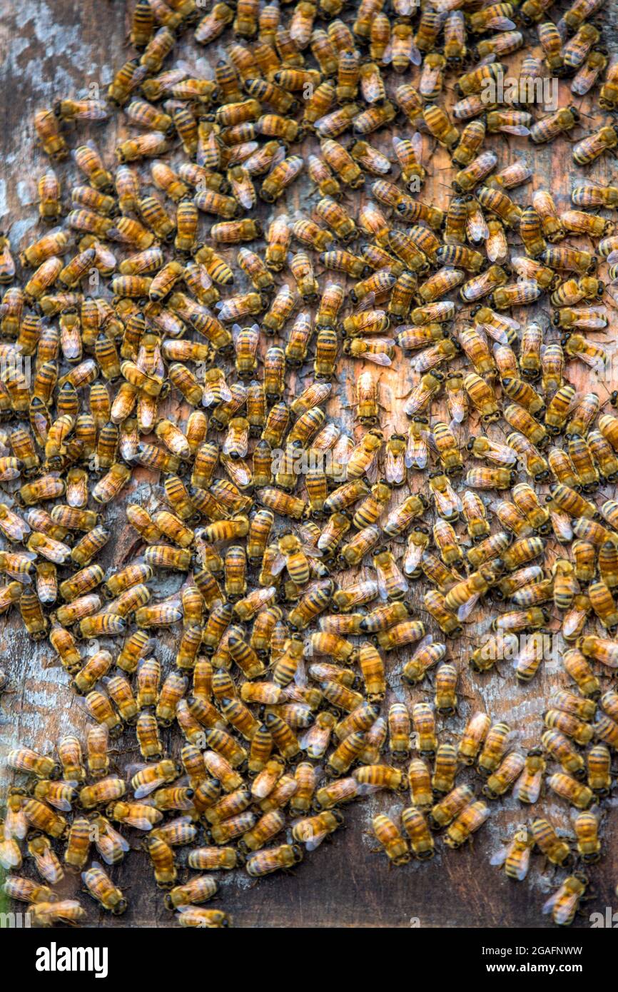 Small beekeeping farm in Mendocino, California Stock Photo - Alamy