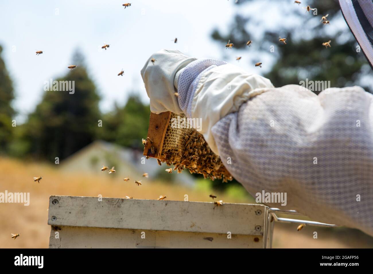 Beekeeper working with a beehive in Mendocino, California Stock Photo ...