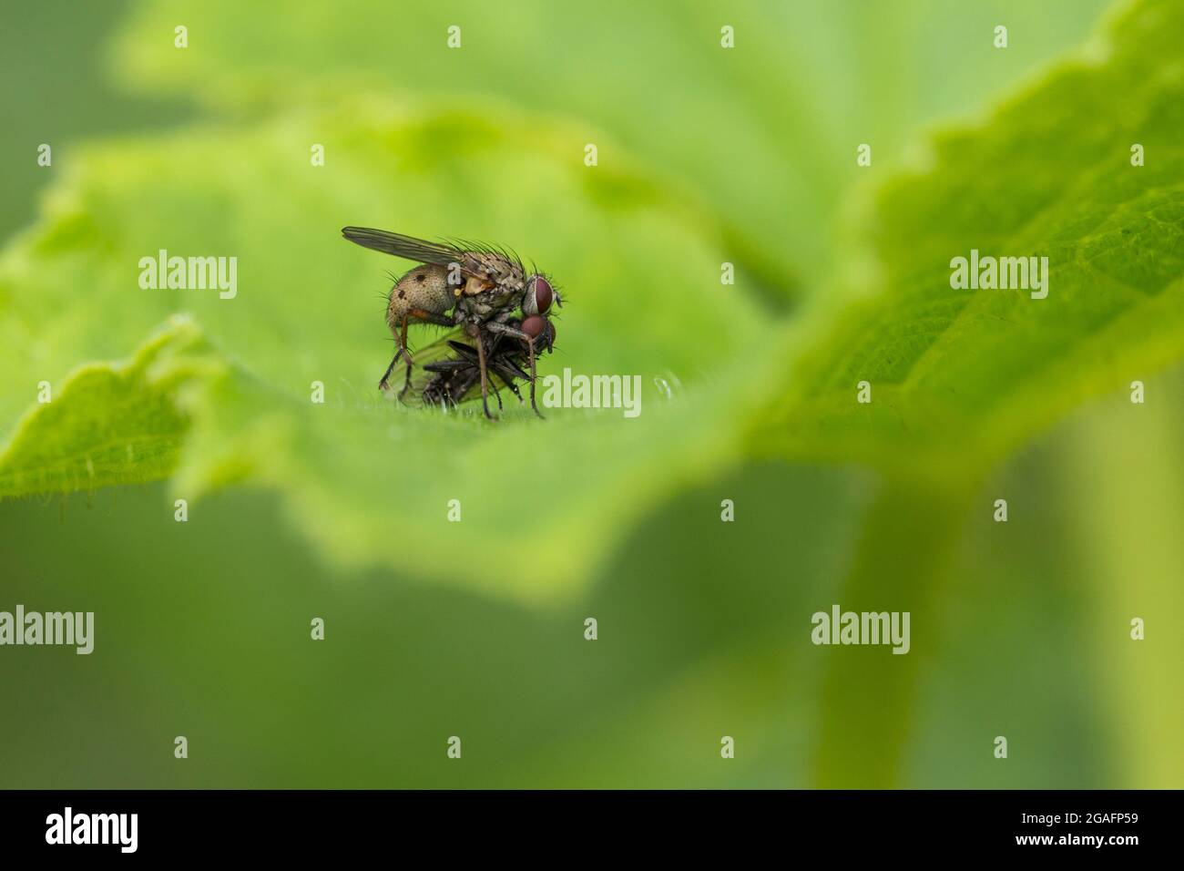 Macro shot of tachinid fly with prey Stock Photo - Alamy