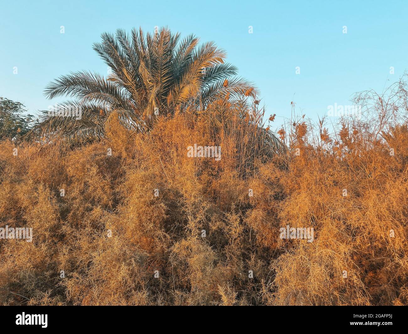 Dessert wild plants and nature | Spectacular Landscape View at Al ...