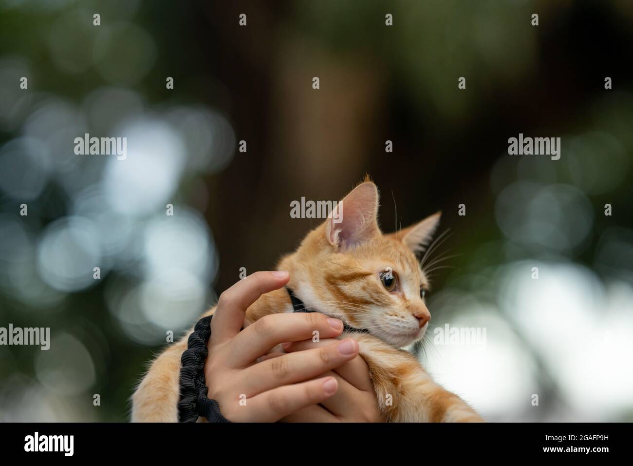 Cat held up by human hands blurry background Stock Photo - Alamy