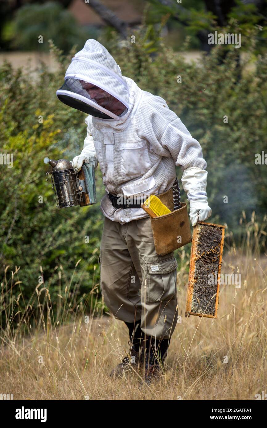 Beekeeper working with a beehive in Mendocino, California Stock Photo ...