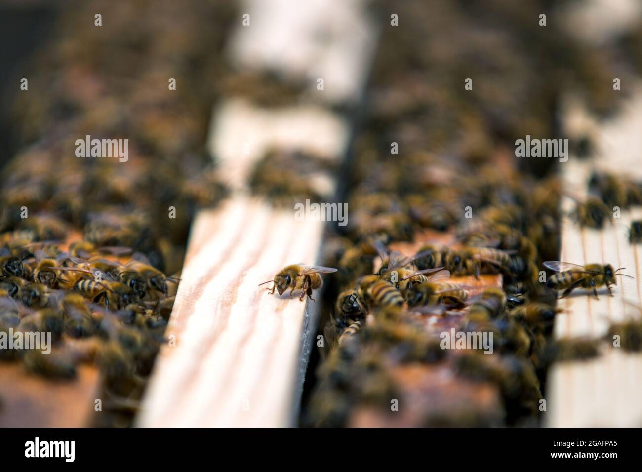 Small beekeeping farm in Mendocino, California Stock Photo - Alamy