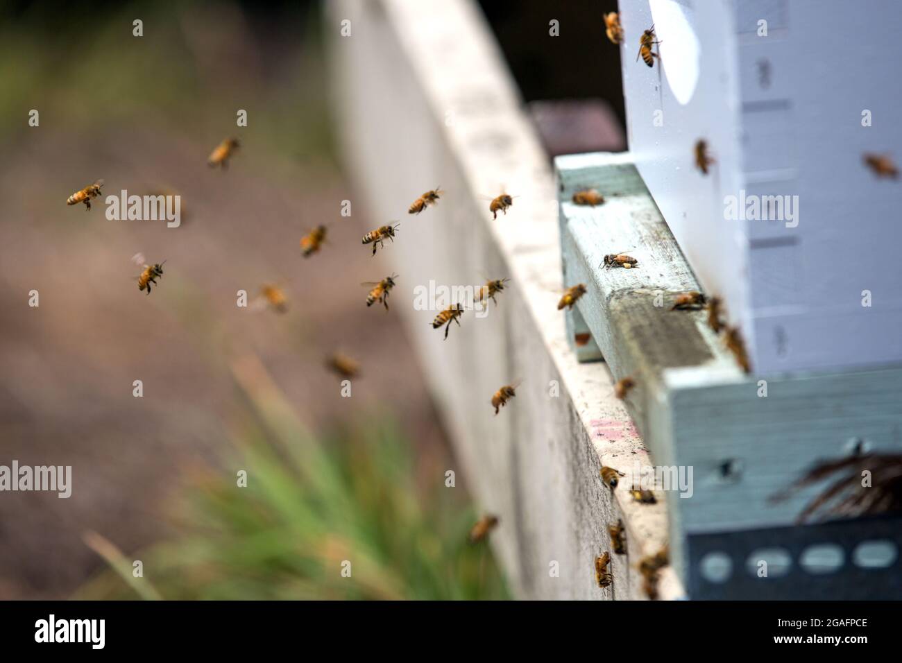 California beekeeping hi-res stock photography and images - Alamy