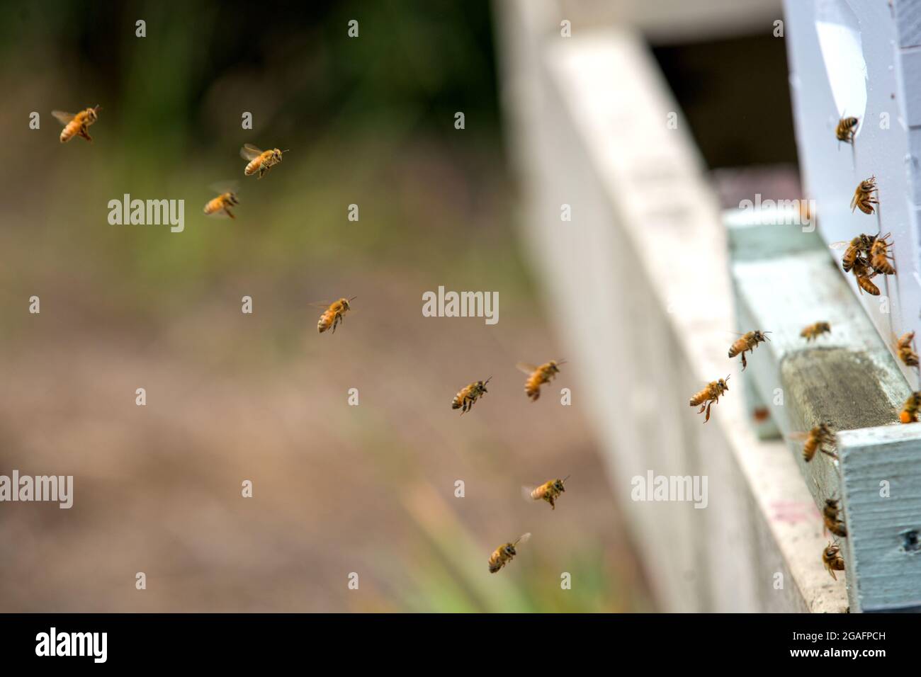 Small beekeeping farm in Mendocino, California Stock Photo - Alamy