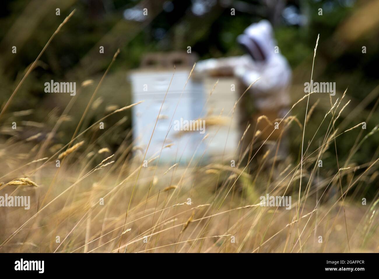 Beekeeper working with a beehive in Mendocino, California Stock Photo ...