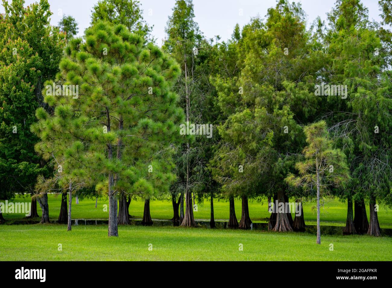 Photo of trees in the park creating shade Stock Photo - Alamy