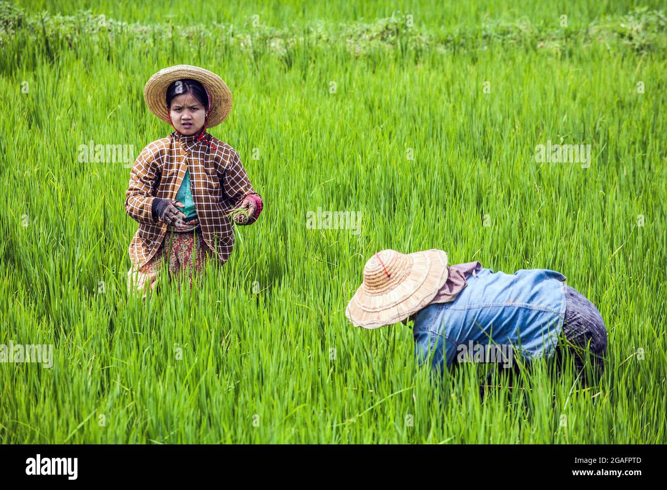 Two young Burmese females wearing straw hats and thanaka face powder ...